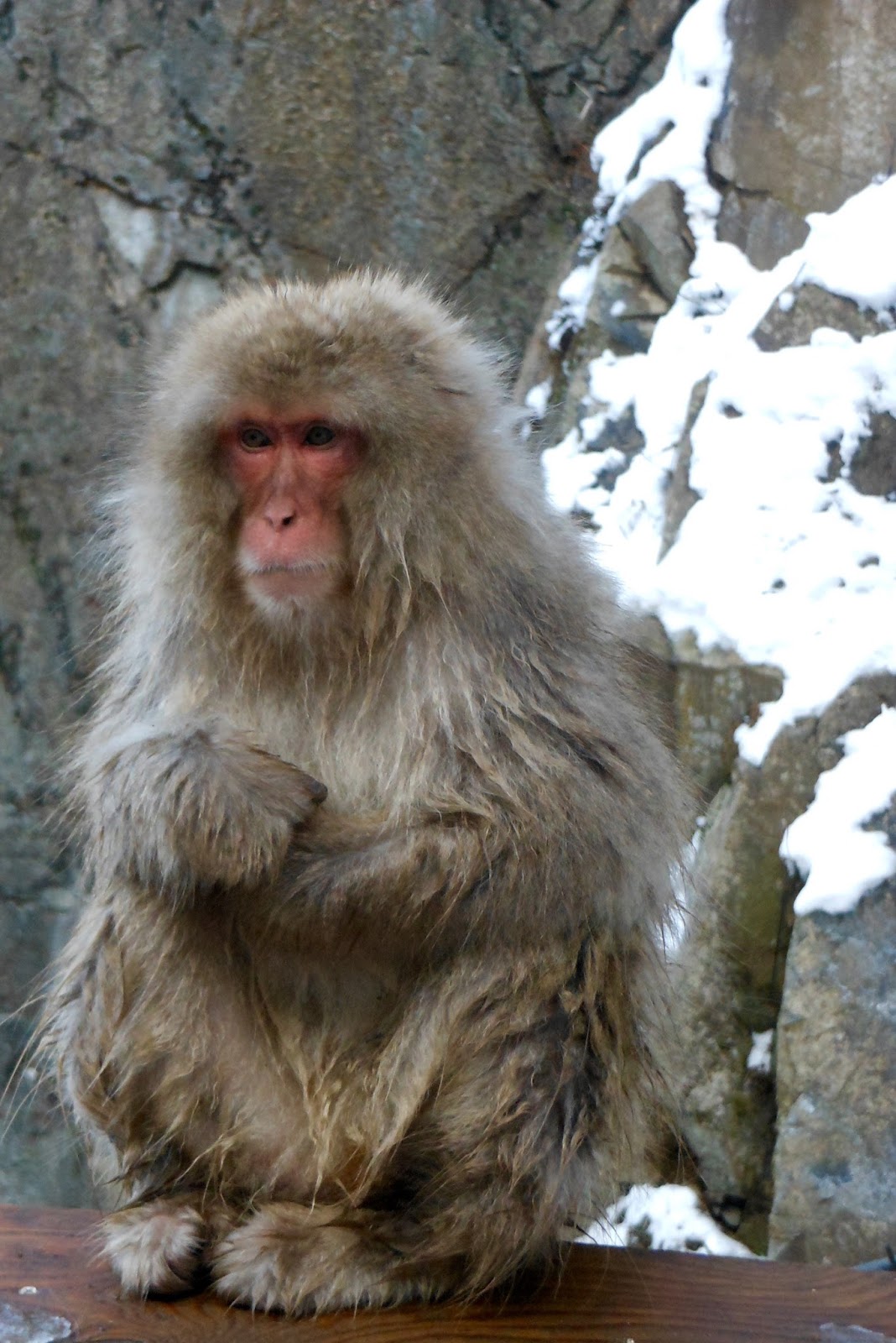 Hokkaido Kudasai: Snow Monkey Park