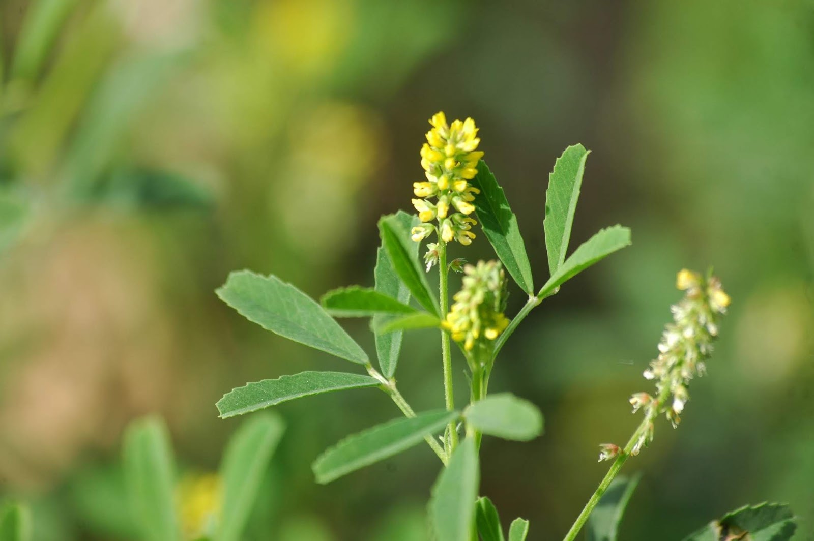 Hellenic Nature: Melilotus officinalis