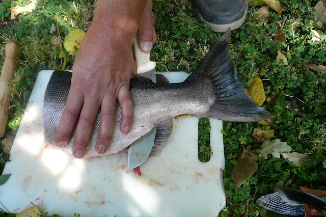 Countryman: Foraging California's Wild Side: How to Cut a Large Fish ...