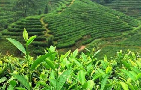 Coral Qiu Tea: How to evaluate the tableland tea?