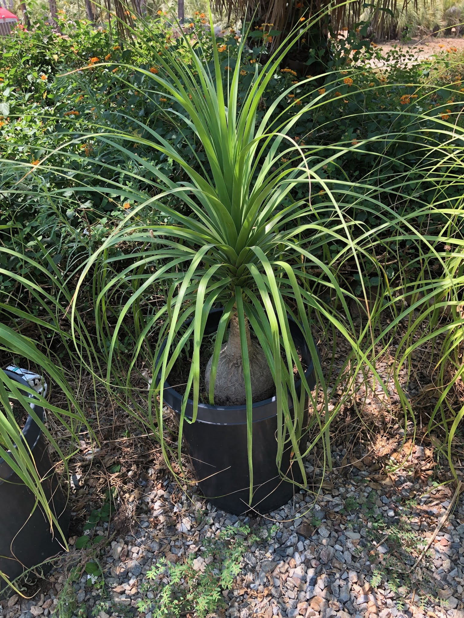Gregory Palm Farms : COME AND SEE OUR SPECIMEN ELEPHANTS FOOT/PONYTAIL ...