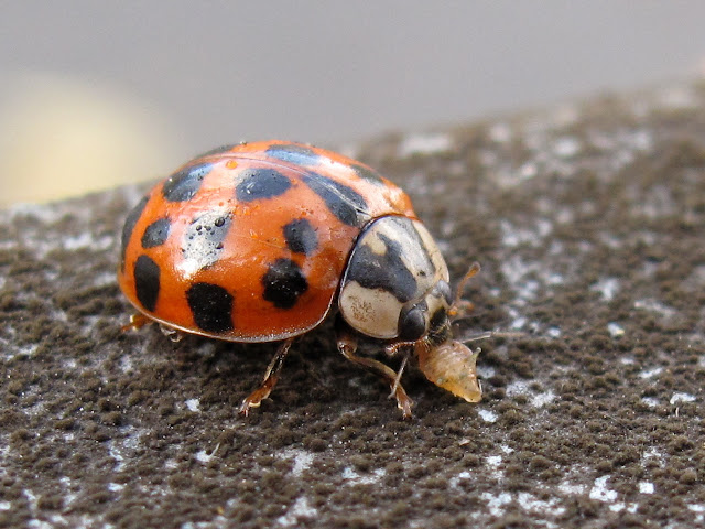 BugBlog: November 2011