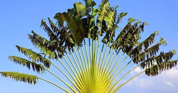 Boutik Travel in Madagascar: FLAGSHIP OF MADAGASCAR: THE TRAVELLER'S ...