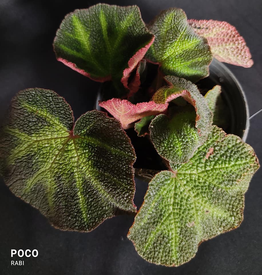 Garden Chronicles of James David: Begonia Soli-mutata / Sun Changing ...