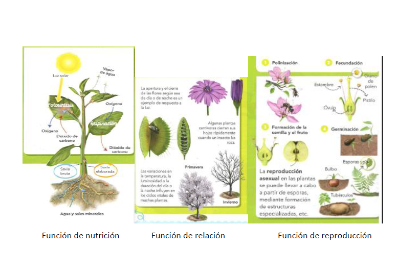 FUNCIONES VITALES DE LAS PLANTAS