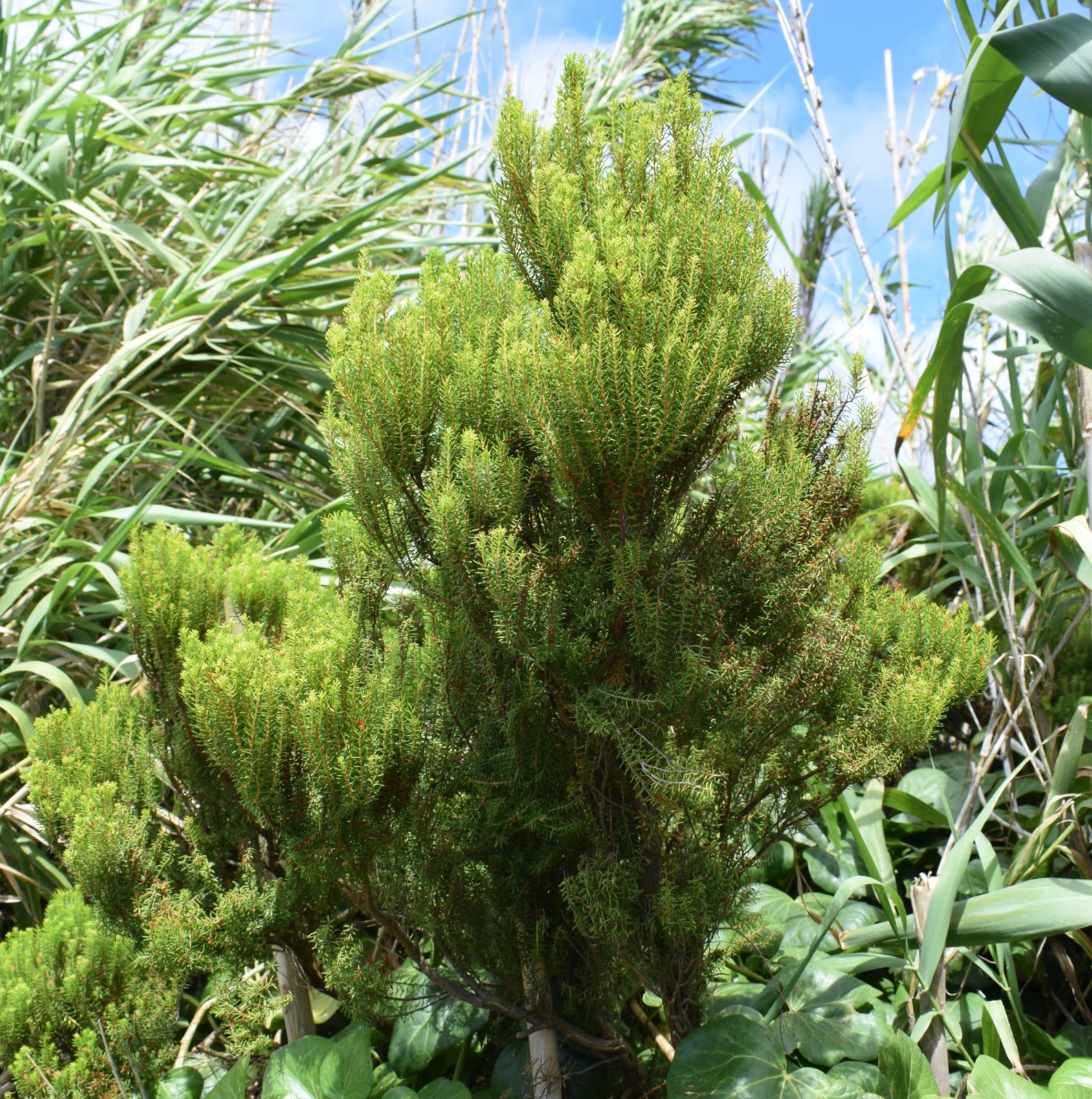 Plantas: Beleza e Diversidade: Endémicas dos Açores #23: Urze (Erica ...