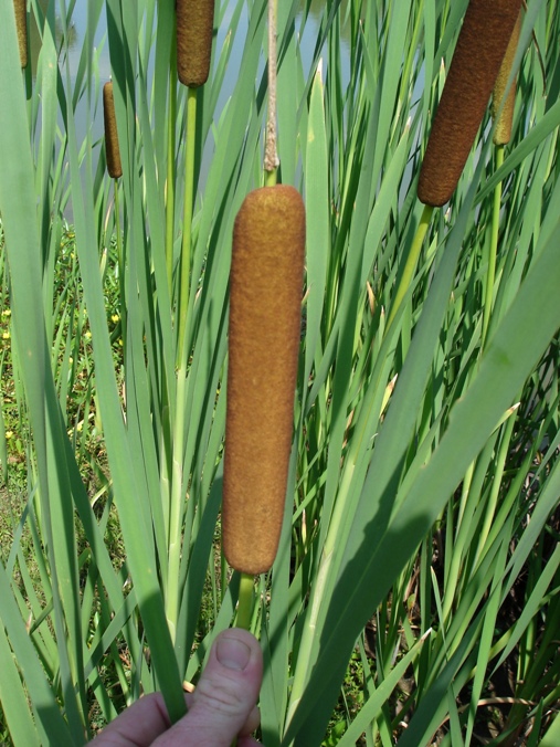 Argentina nativa: Totora (Typha latifolia)