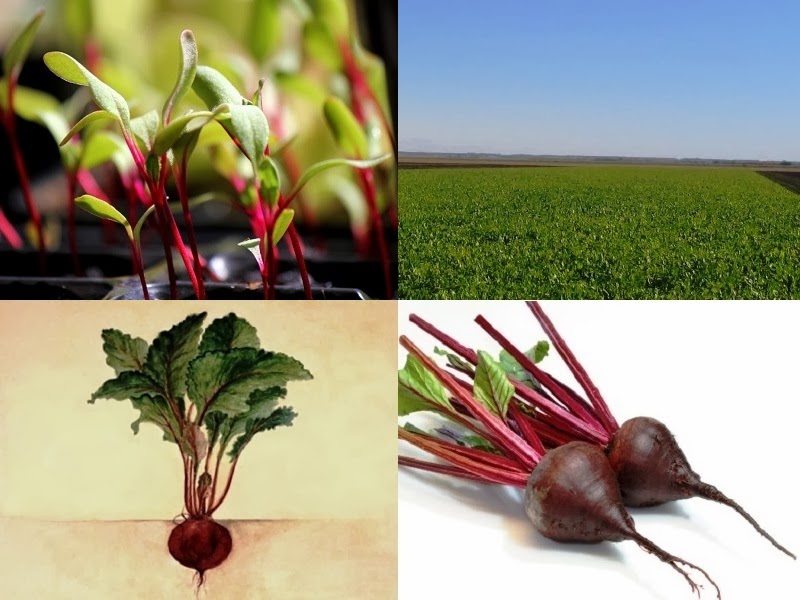 Business Ideas | Small Business Ideas: Beetroot Farming Business ...