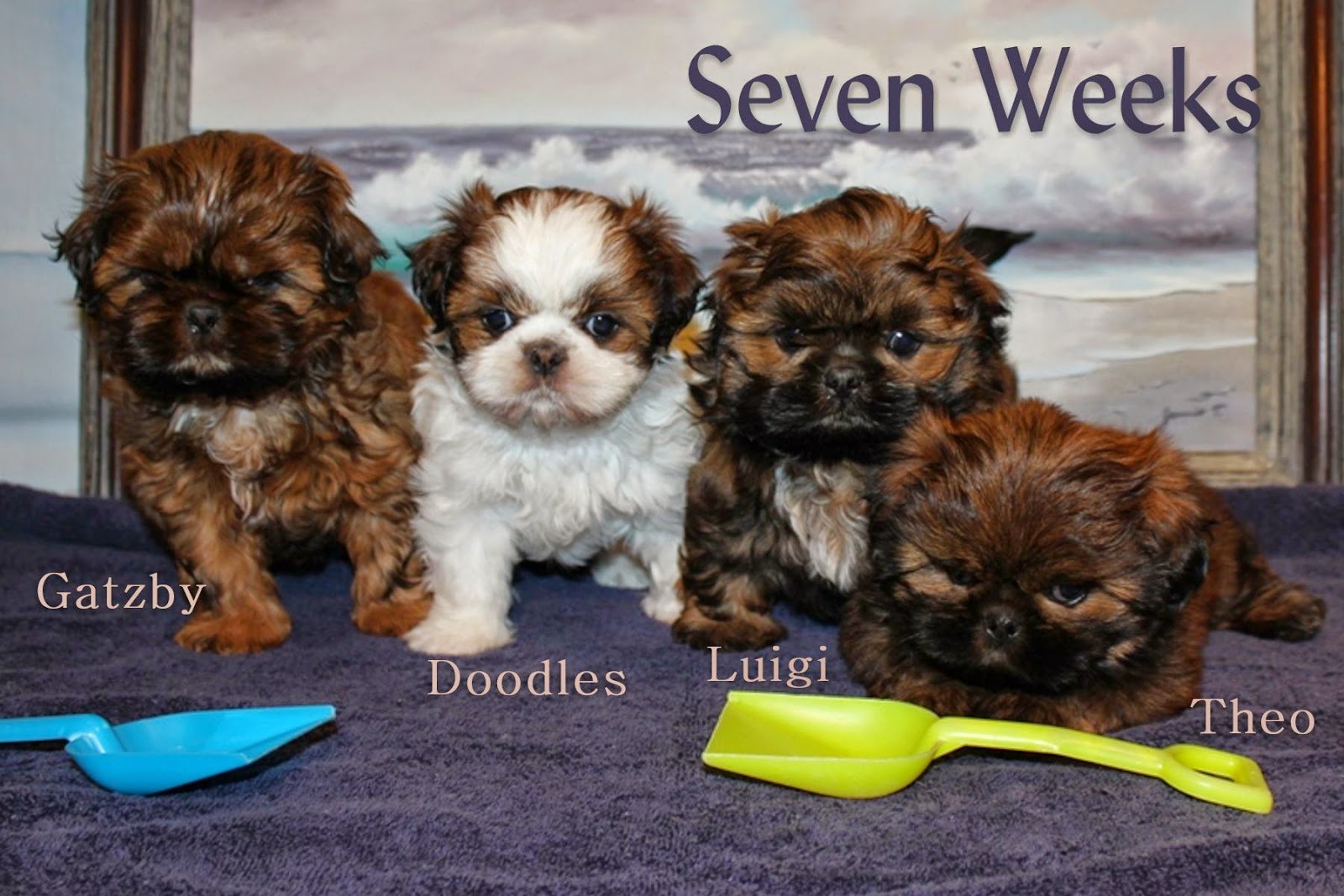Mother Goose Shih Tzu: Seven Weeks