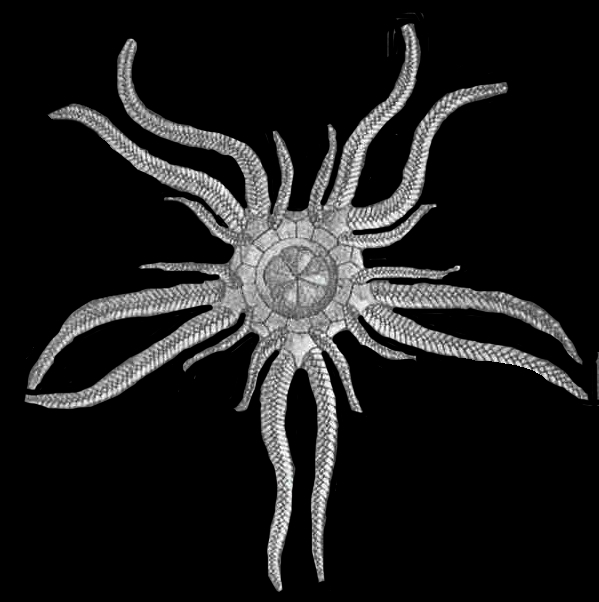The Echinoblog: Ophiocistioids! Weird Mystery Fossils from the Paleozoic!