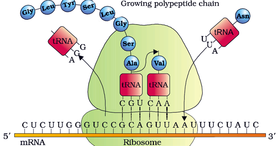 Welcome to the Living World: Molecular Basis of Inheritance - Notes ...