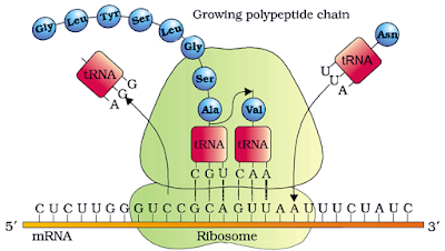 Molecular Basis of Inheritance - Notes | Class 12 | Part 7: Translation ...