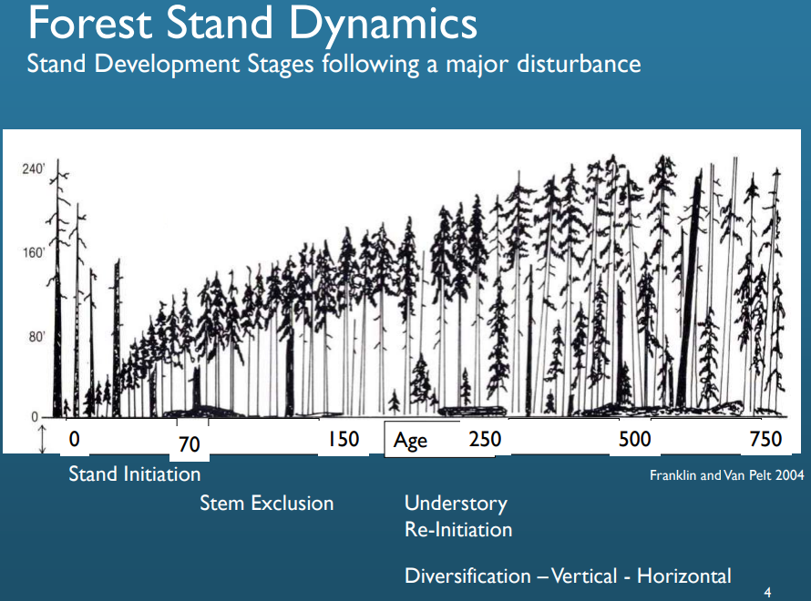Forest Stand Development