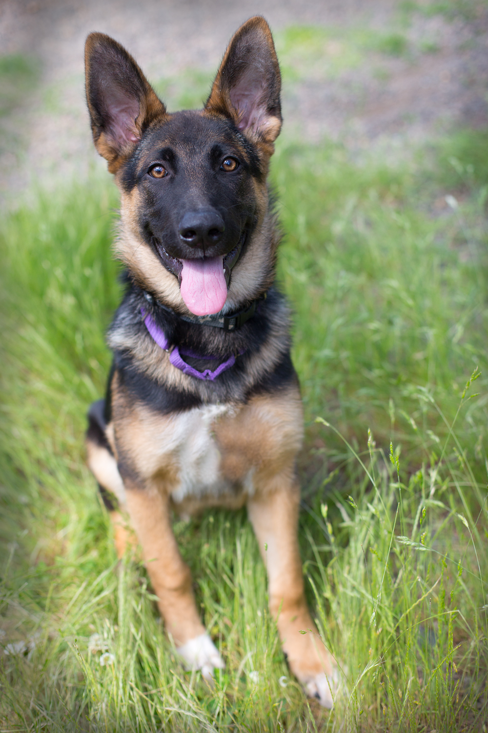 Shelter Dogs of Portland: "ANDERSON POOPER" big german shepherd puppy