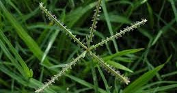 EWÉ ERVAS SAGRADAS ( SAGRED HERBS ): ÈWÉ GBÈGI