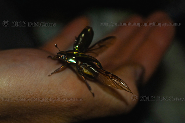 David Catoe Photography