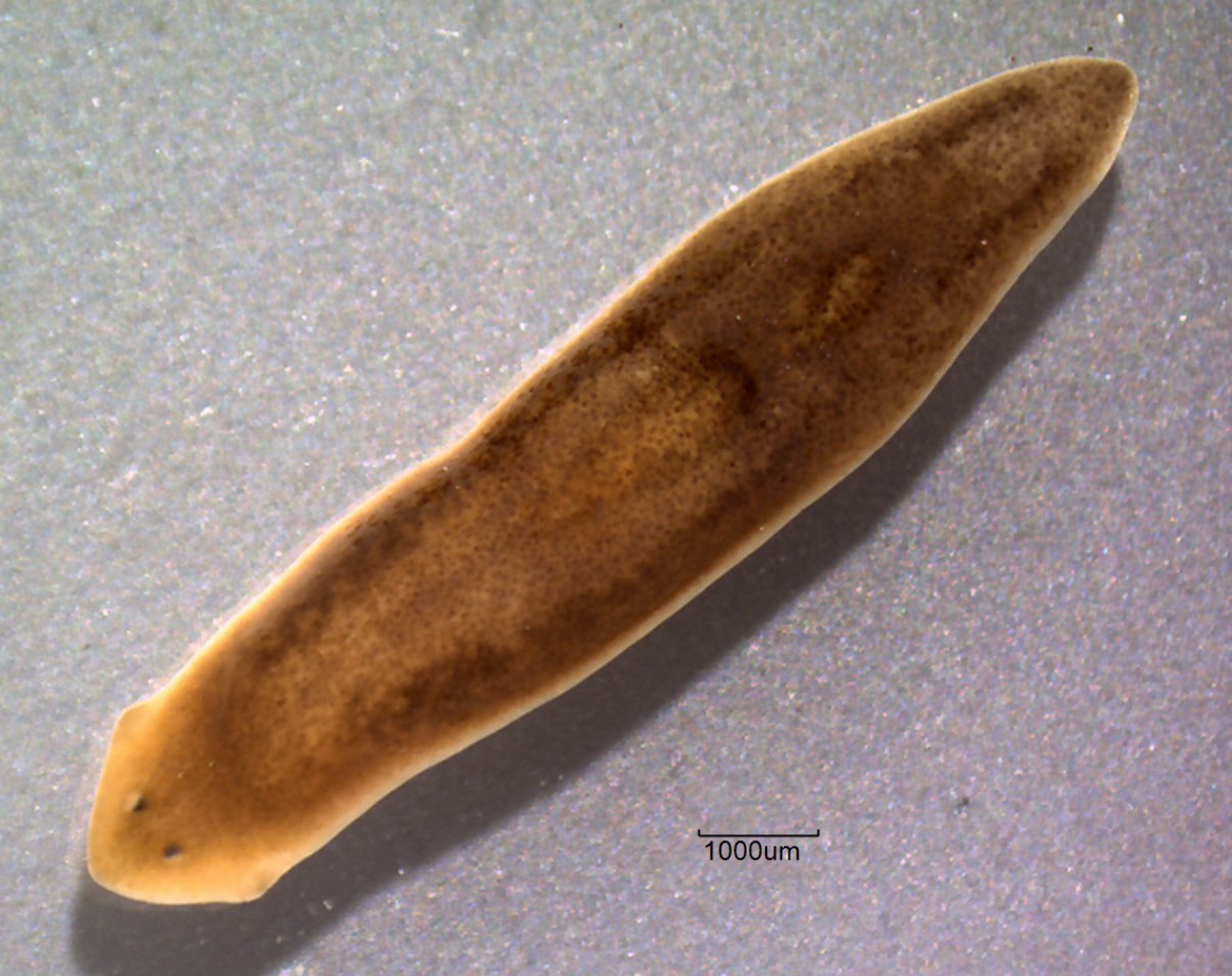 FAUNA-CERCANA: 3.- PLATELMINTOS y 4.- NEMATODOS. (Algunos gusanos ... FAUNA-CERCANA: 3.- PLATELMINTOS y 4.- NEMATODOS. (Algunos gusanos ...