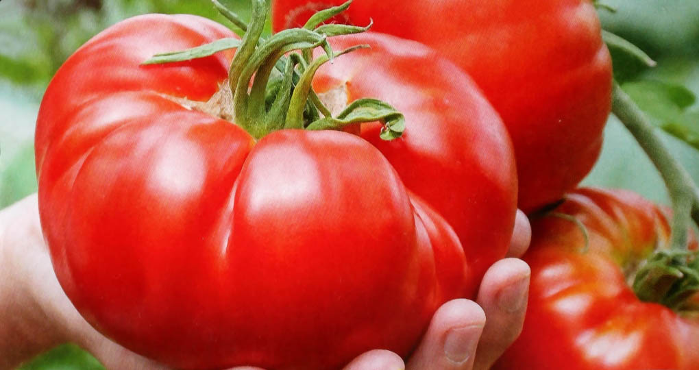 Country Taste F1 paradajky