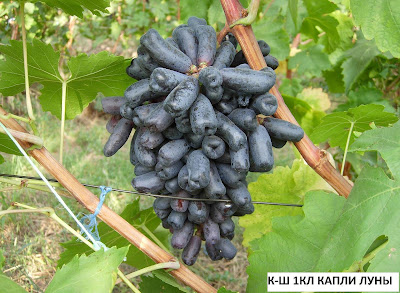 Bingung dengan jenis anggur Sweet sapphire, Moon Drops, ataupun Avatar ...