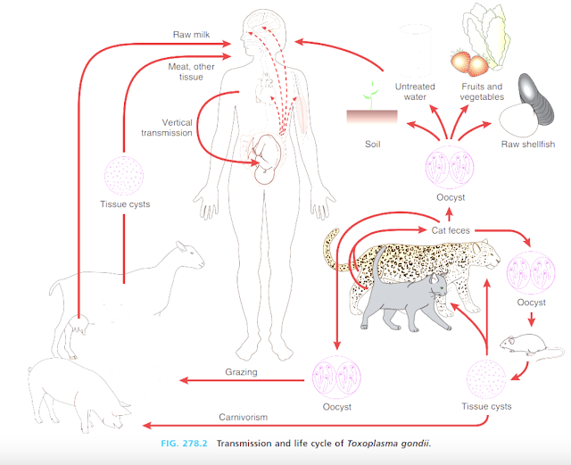 Toxoplasmosis- What is Toxoplasma Gondii & How to Prevent an Infection ...