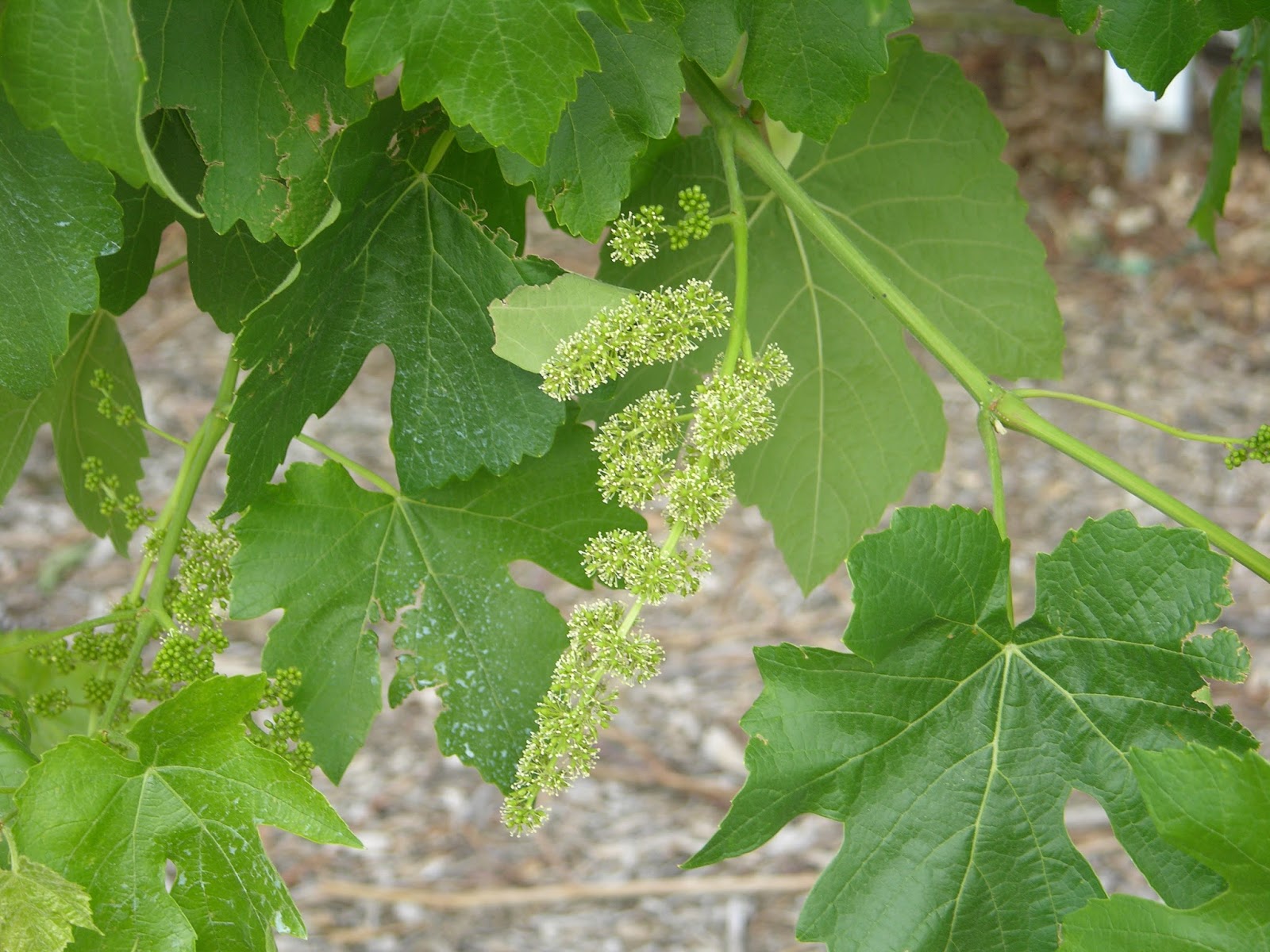 Xtremehorticulture of the Desert: Read This to Remove Confusion on ...