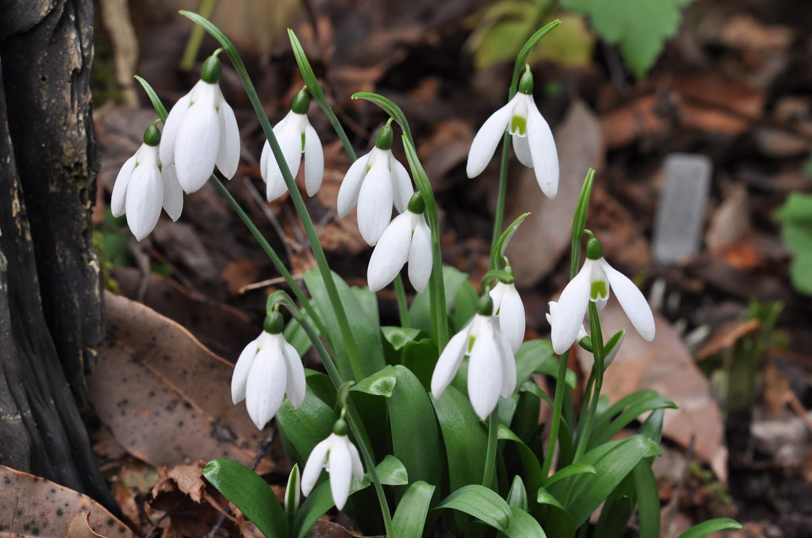 Alpine Garden Society Victorian Group: GALANTHUS.