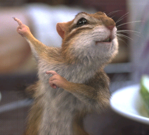 Funny Chipmunk | Funny Animals
