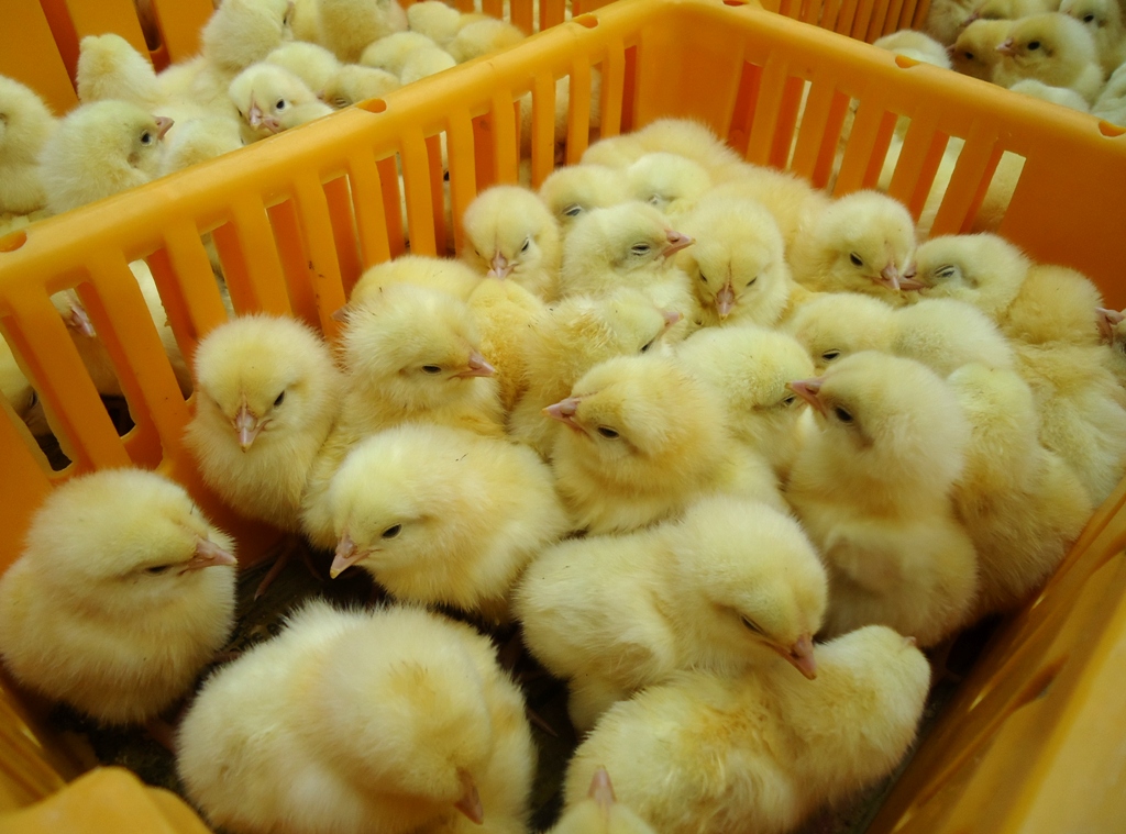 T.V. Canal 14, Canal 30, Radio Turquesa, Semanario Cuarto Poder ...