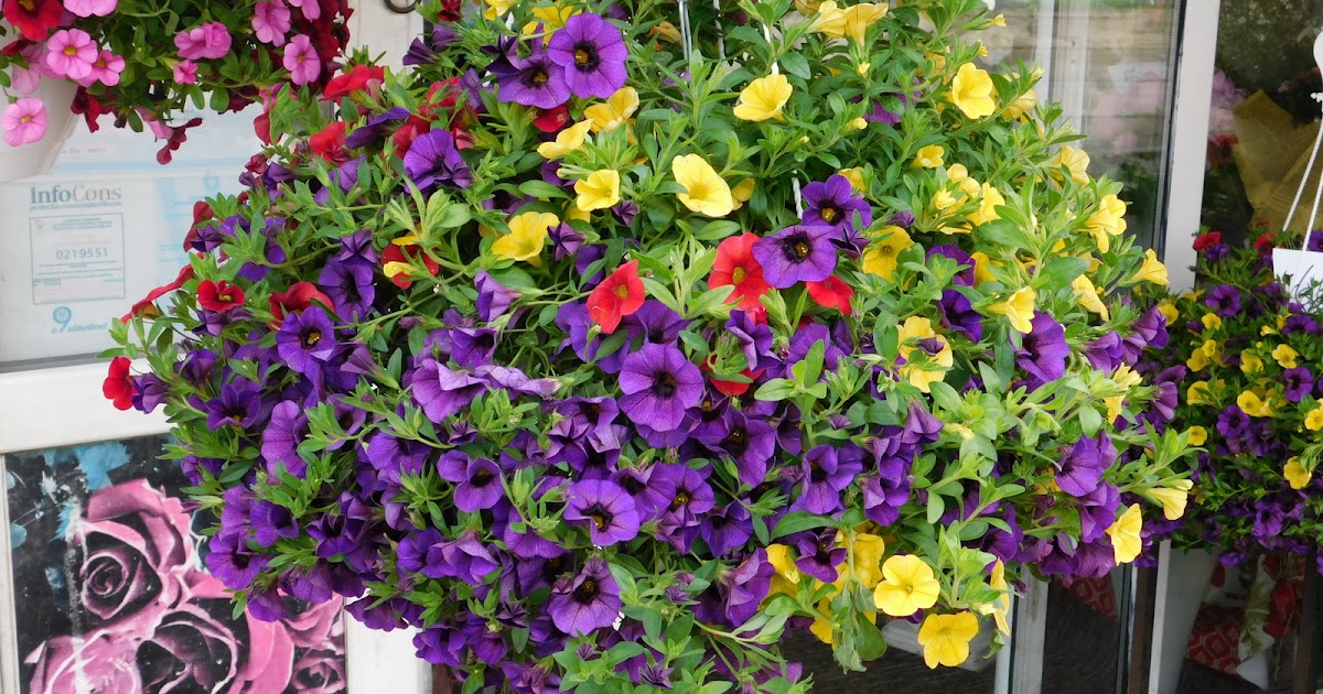 LA MULTI ANI, ROMANIA!: Flori colorate în ghivece atârnate azi, 30.Mai.2021