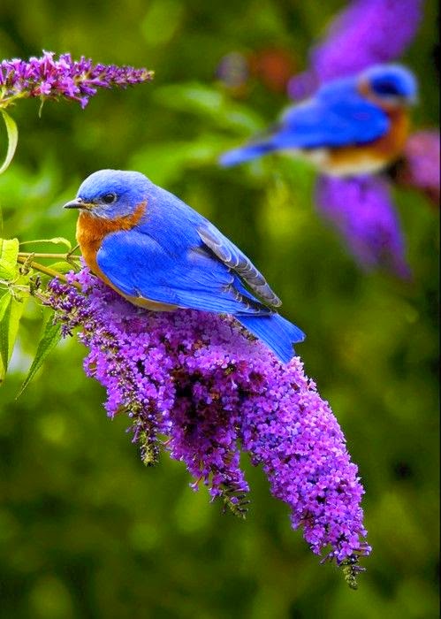 Birds And Animals: Birds Blue ....