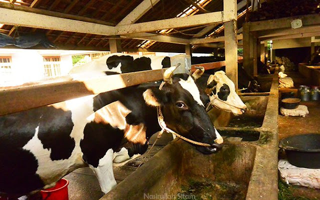 Berinteraksi dengan Pemerah Susu Sapi di Desa Wisata Pujon Kidul ...