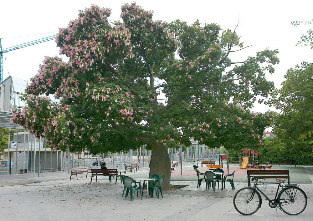 Arbolesmonumentales: Arbol botella