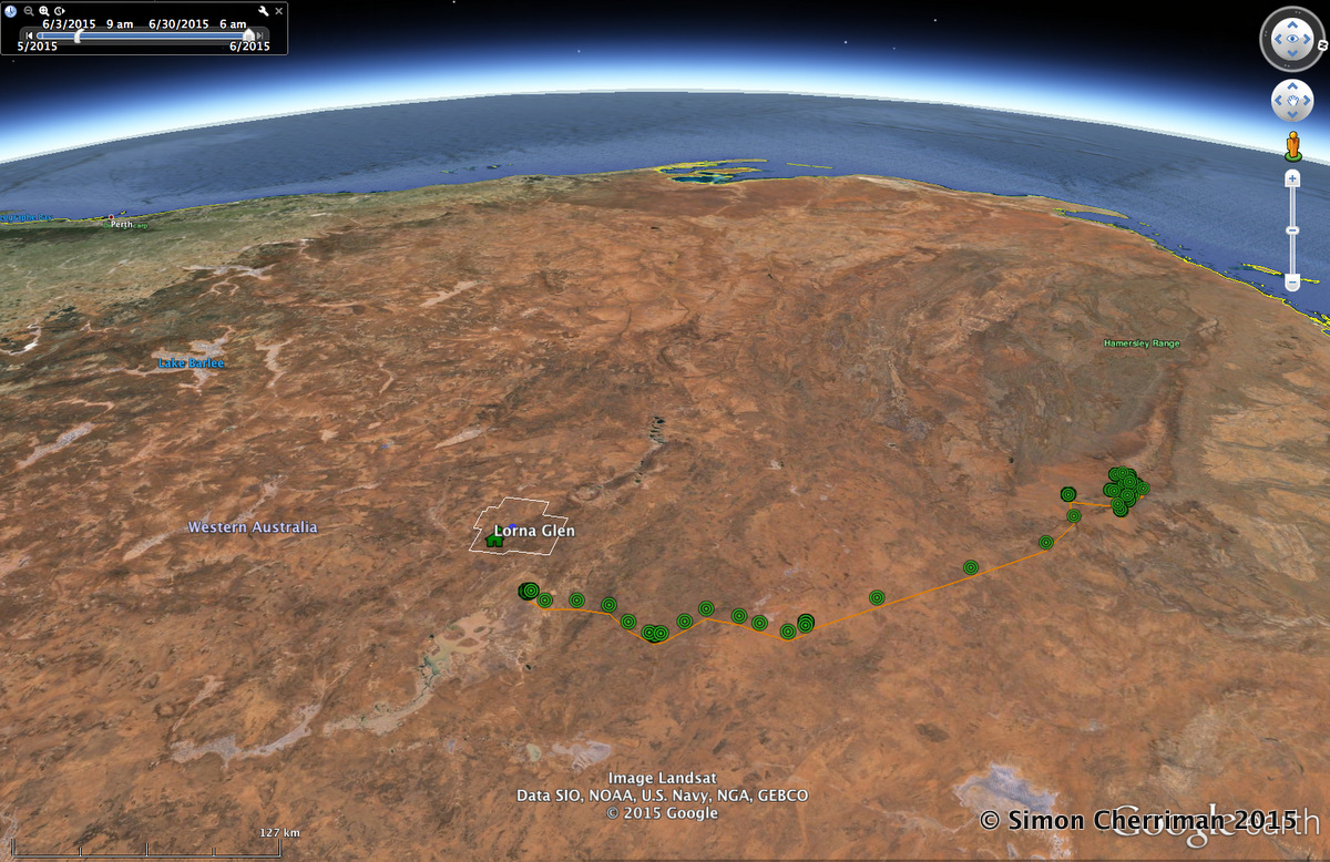 Wedge-tailed Eagle Tracking: 230 Clicks South