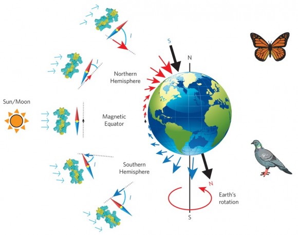 Fisica: El magnetismo en la biología.