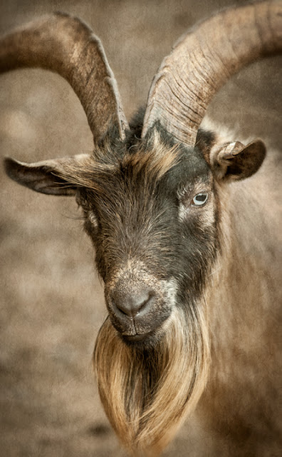 Dan Routh Photography: Pygmy Goats
