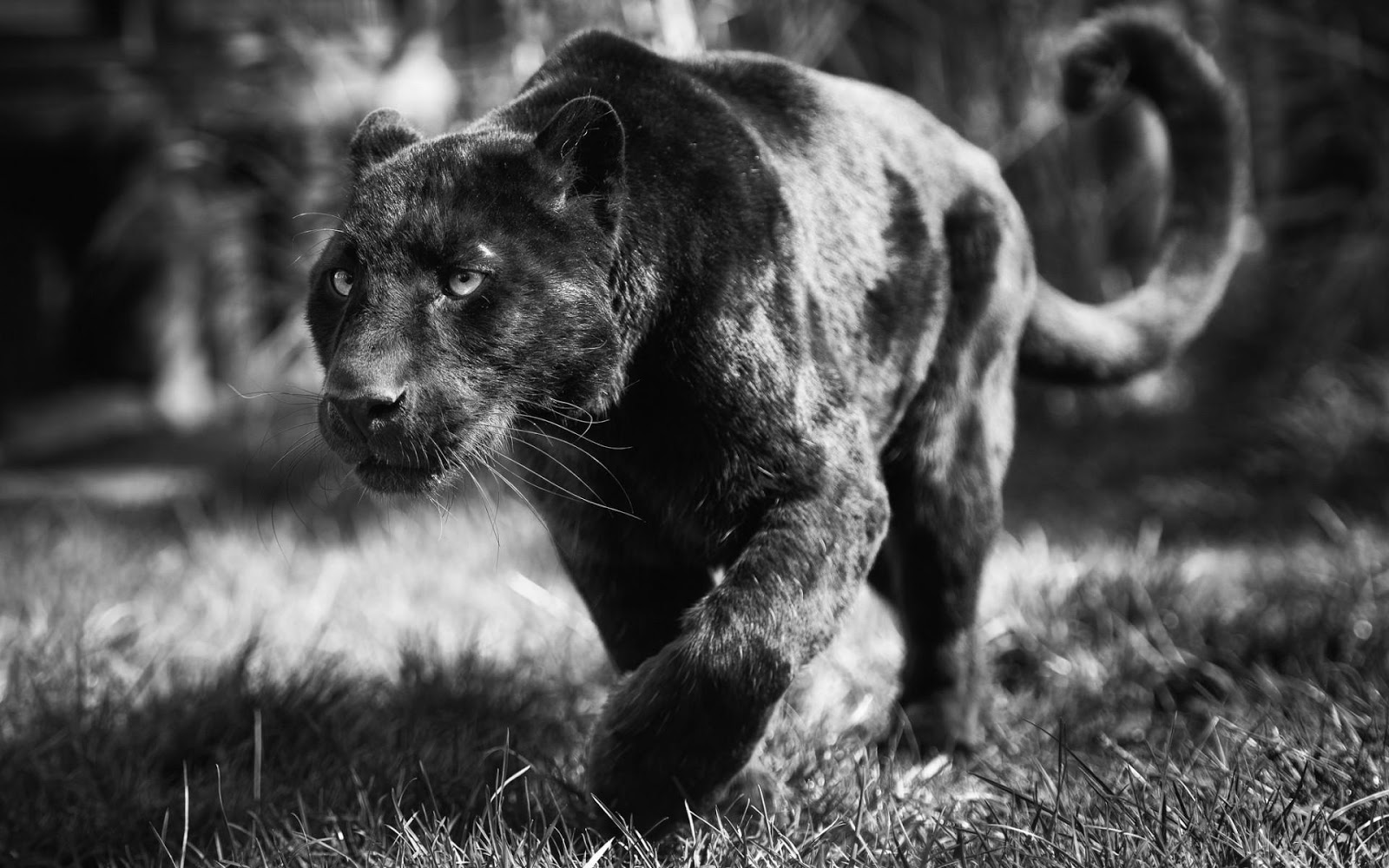 Panther - HD Wallpapers | Earth Blog