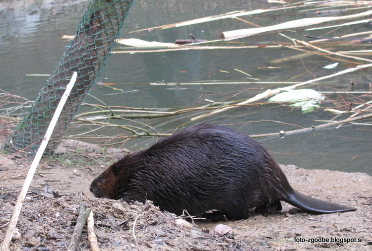 Foto zgodbe: Božična zgodba v Živalskem vrtu