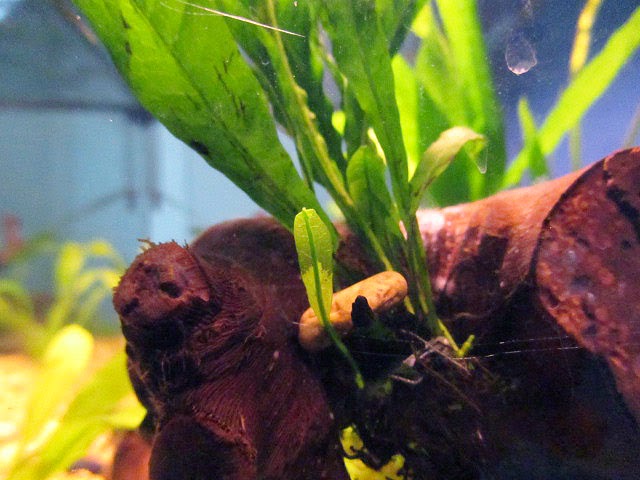 Green Jean: aquarium plants