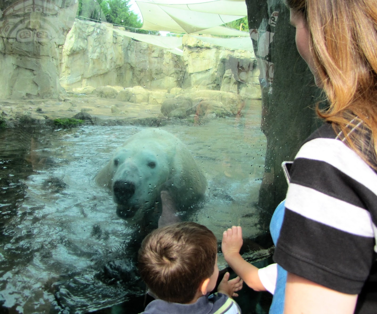 My Polar Bear Friends and Friends of Polar Bears: Payton of the Memphis Zoo