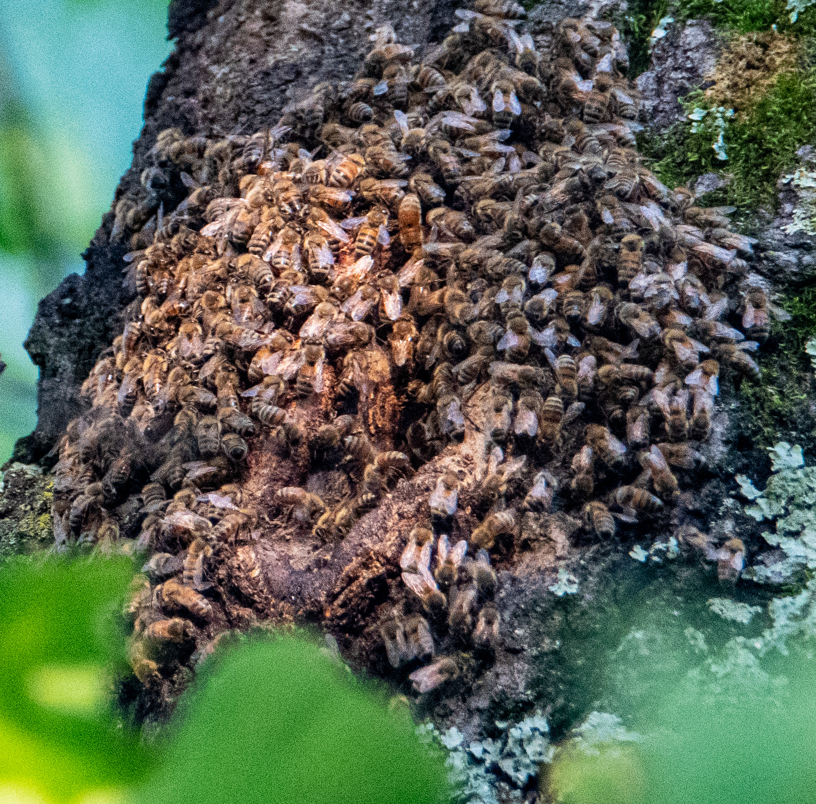 Springfield Plateau: Bees from Ben