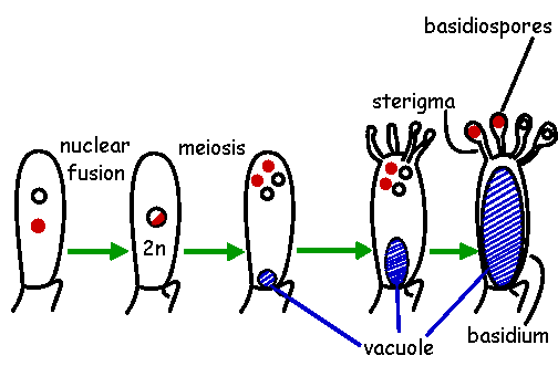 Basidiospore - Mushroom One