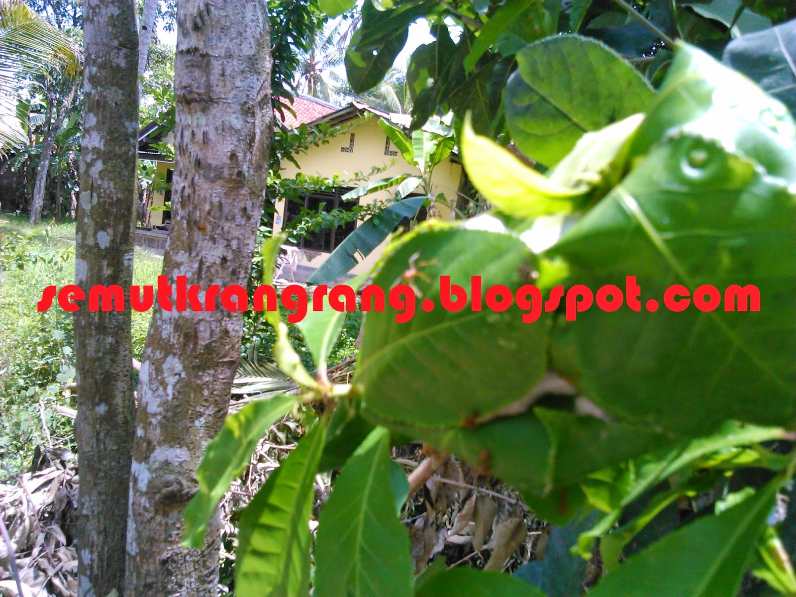 Siklus Hidup Semut Rangrang dalam Membentuk Sebuah Koloni | Semut Rangrang