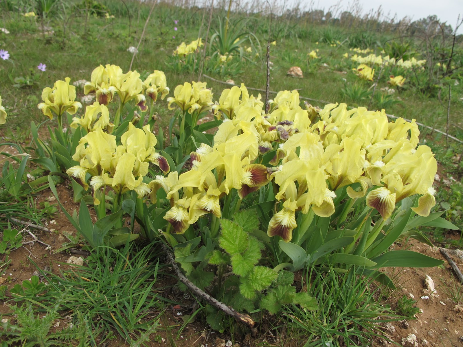 FLORA NEL SALENTO e.. anche altrove: Iris pseudopumila Tineo ...