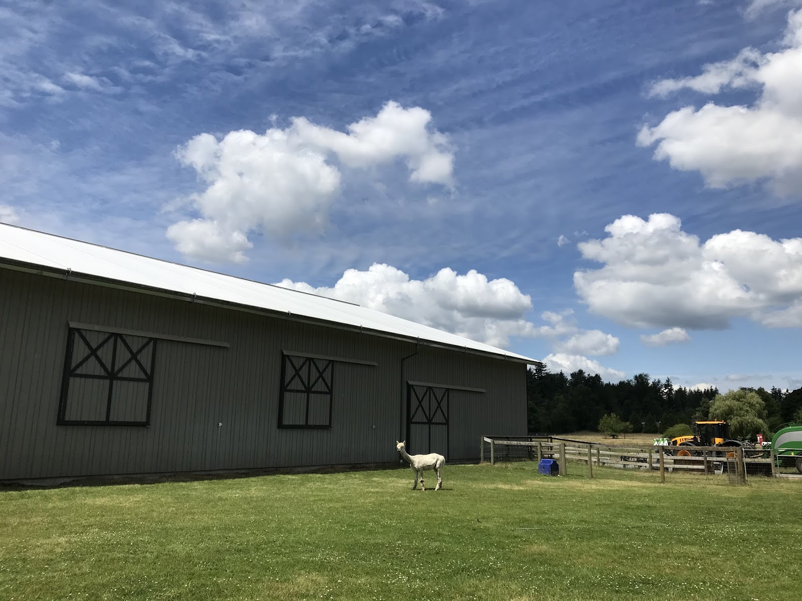 Alpacas at Kensington Prairie Farm - Langley - chichicho~