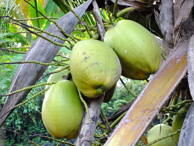 Images of Sri Lanka on blogspot.com: 'King coconut' and 'Kurumba', Sri ...