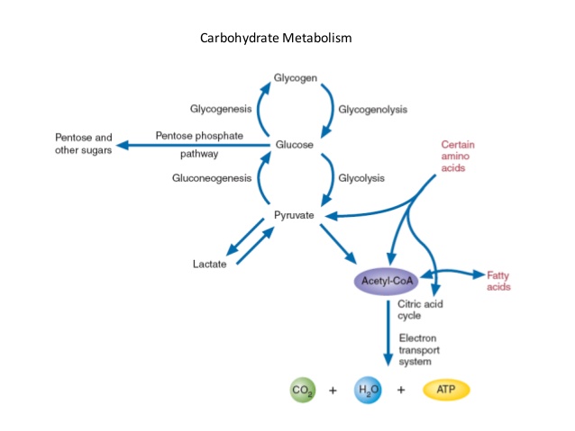Karbohidrat: Pencernaan dan Metabolisme | Tongkat Aesculapius
