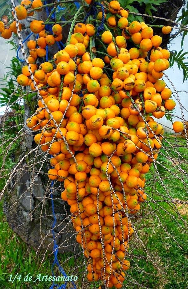 Butiá (Butia spp.) | A planta da vez
