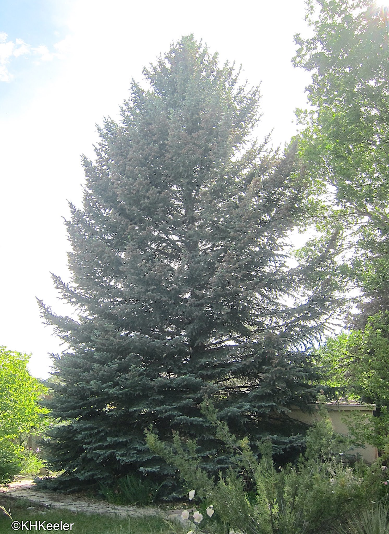 A Wandering Botanist: Plant Story--The Stately Colorado Blue Spruce