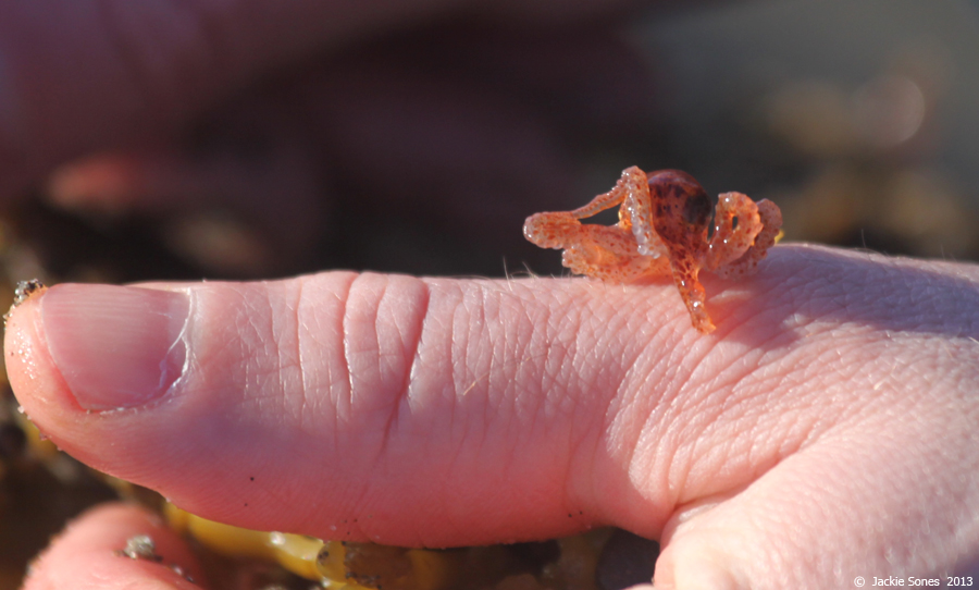 The Natural History of Bodega Head: Home is where your holdfast is