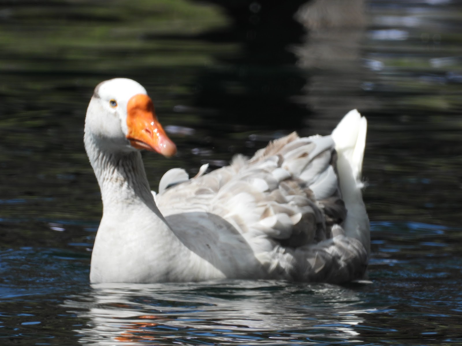 Bird & Travel Photos, Birding Sites, Bird Information: DOMESTIC GEESE ...